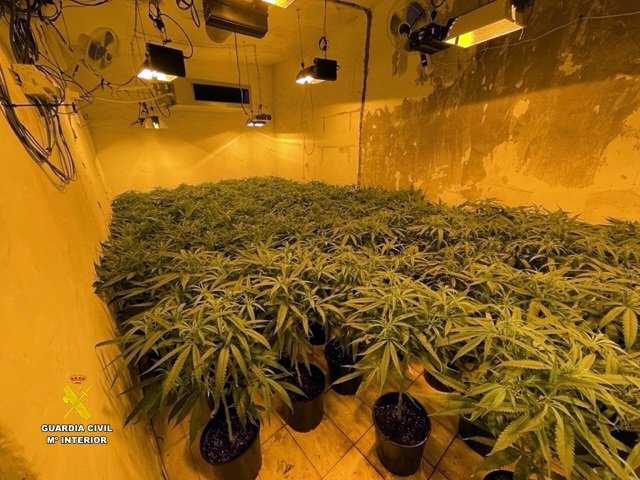 Dos detenidos y un investigado con un cultivo de 200 plantas de marihuana en una vivienda de ...